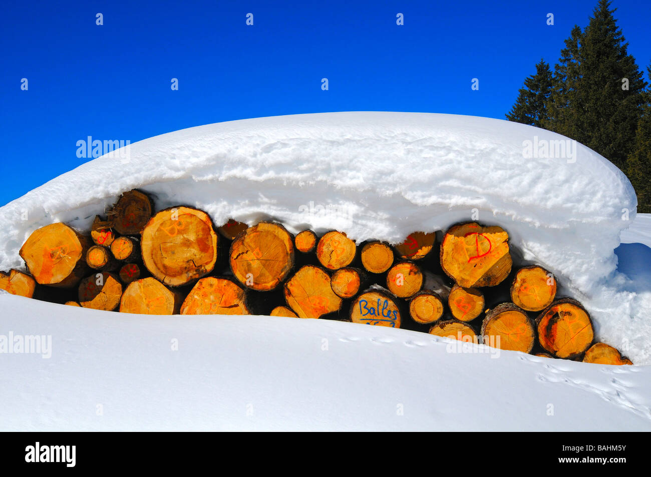 Forestry products, timber logs under a thick snow cover, Jura region ...