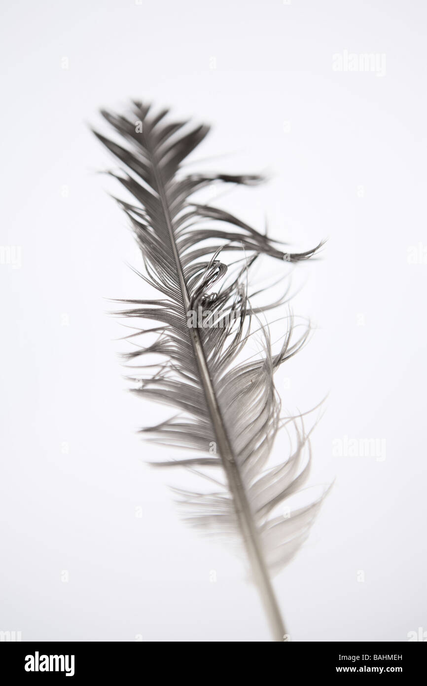 soft focus ruffled feather Stock Photo - Alamy