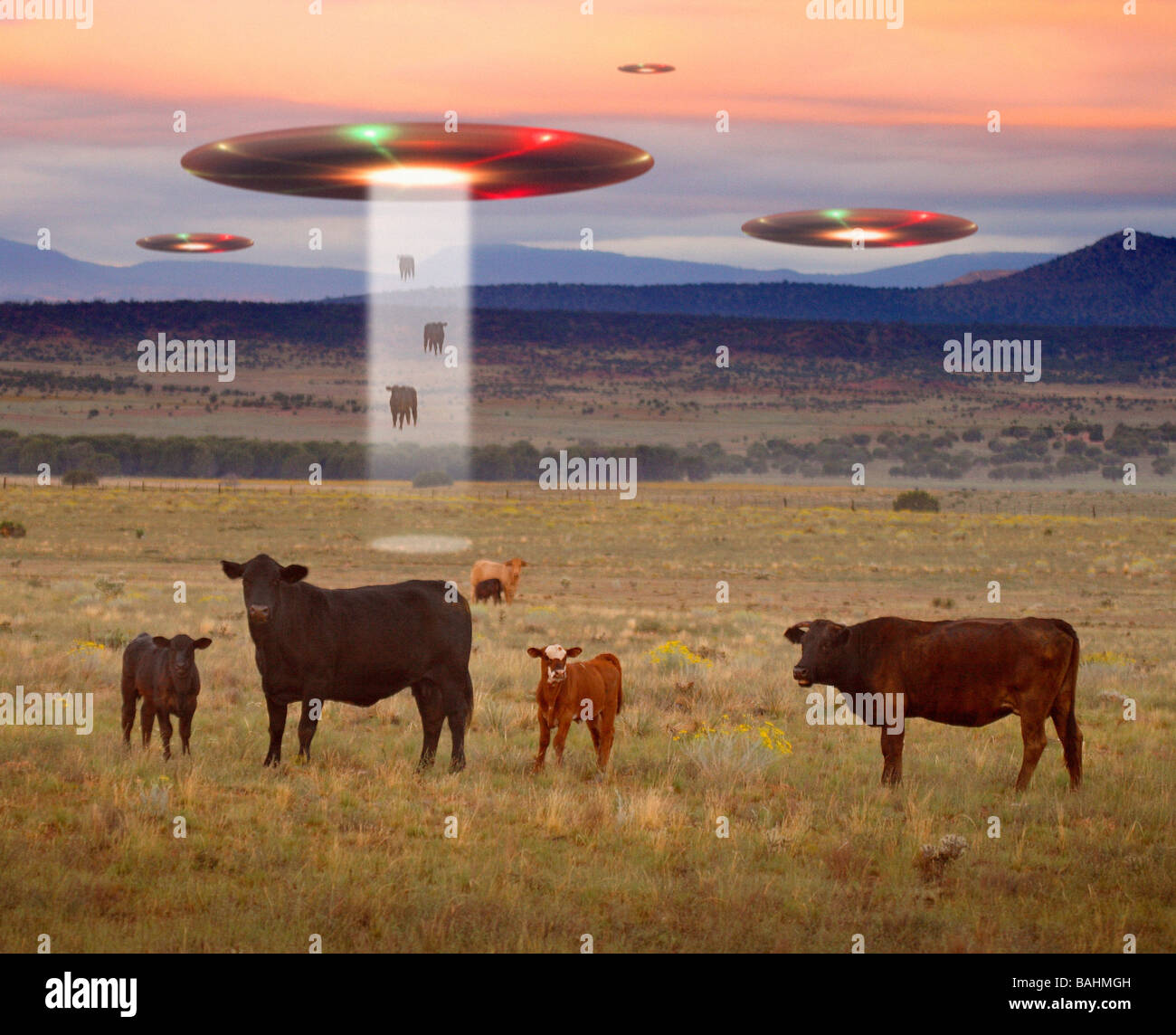 UFOs abducting cows Stock Photo - Alamy