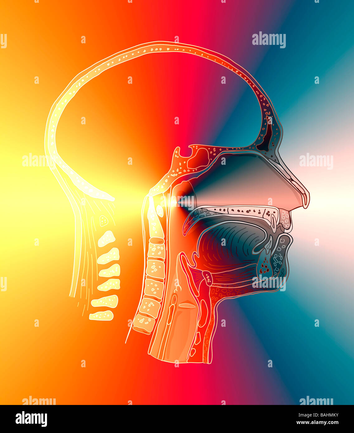 vector illustration interior of male head color coded Stock Photo - Alamy