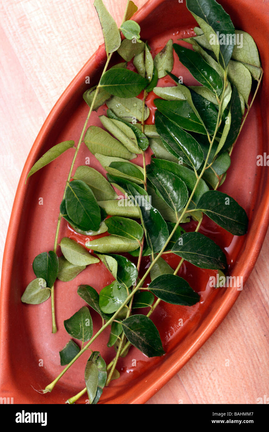Sweet neem leaves hi-res stock photography and images - Alamy