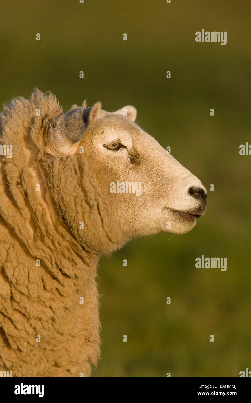 Sheep Head Profile High Resolution Stock Photography and Images - Alamy