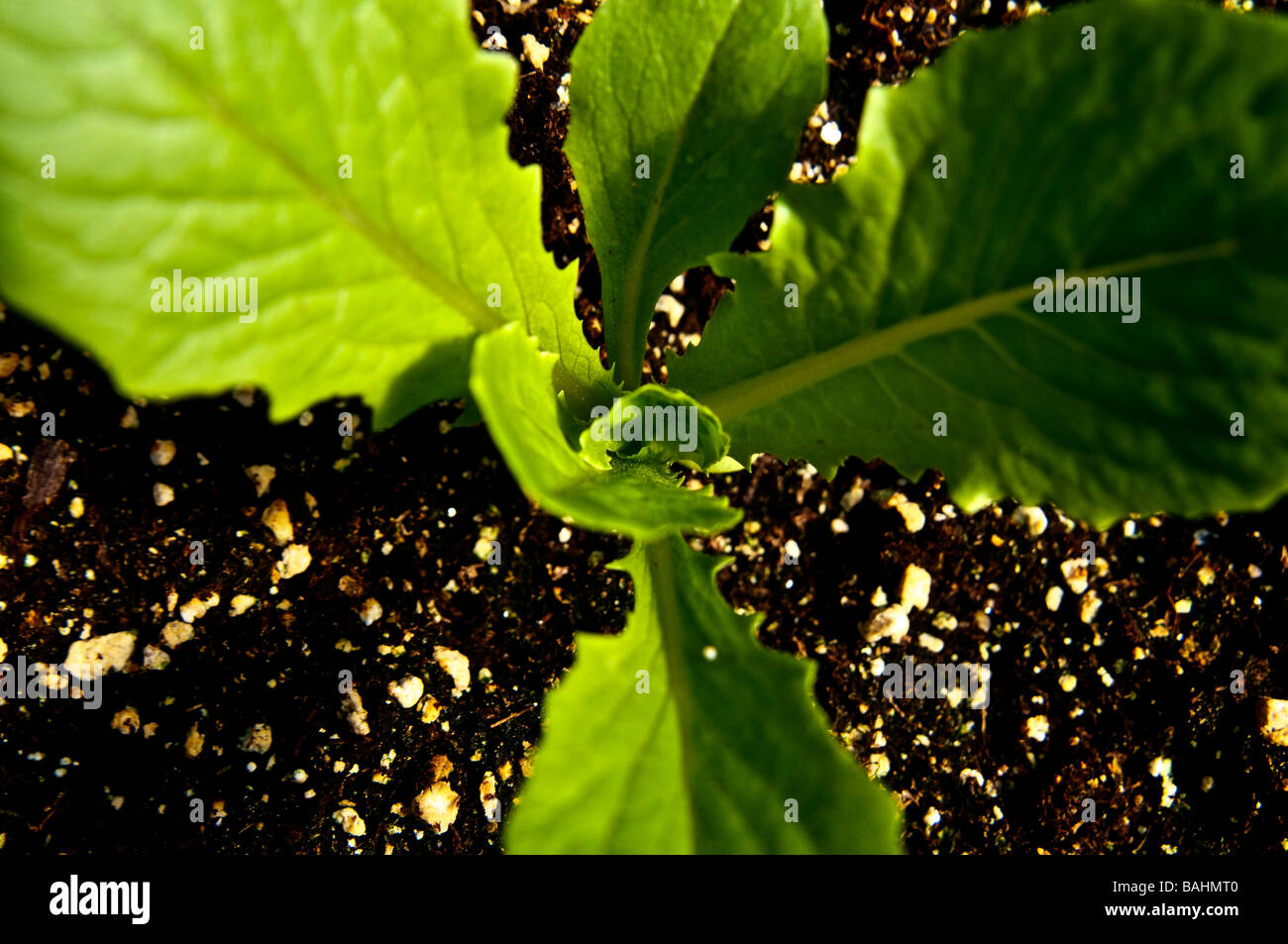 Lettuce growing in the early stages Stock Photo - Alamy