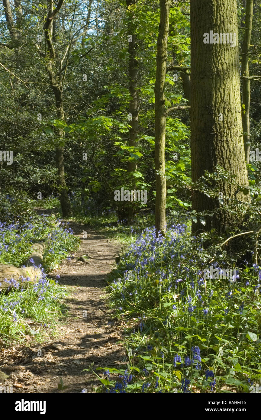 Bluebell woods kent hi-res stock photography and images - Alamy