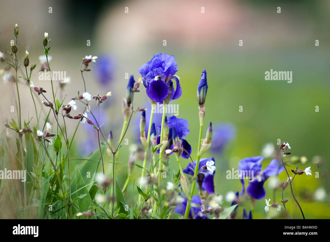 Roadside flowers hi-res stock photography and images - Alamy
