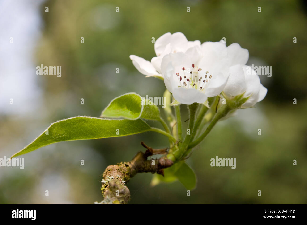 Pear pollination hi-res stock photography and images - Alamy