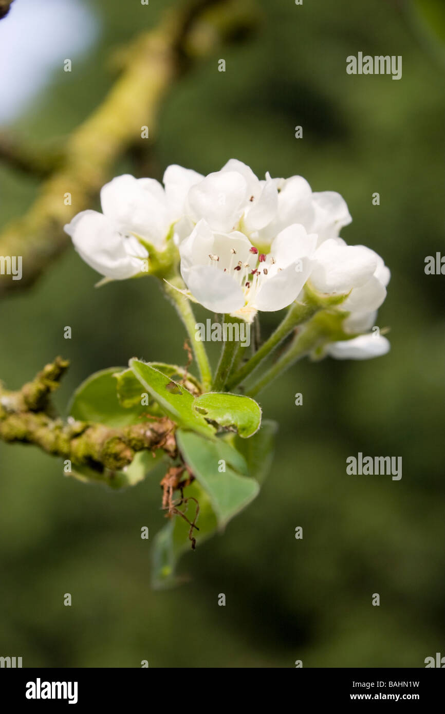 Pear pollination hi-res stock photography and images - Alamy
