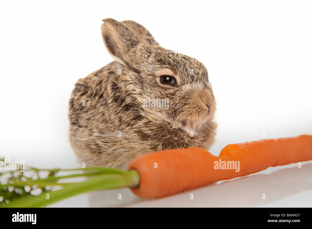 Carrot munching hi-res stock photography and images - Alamy