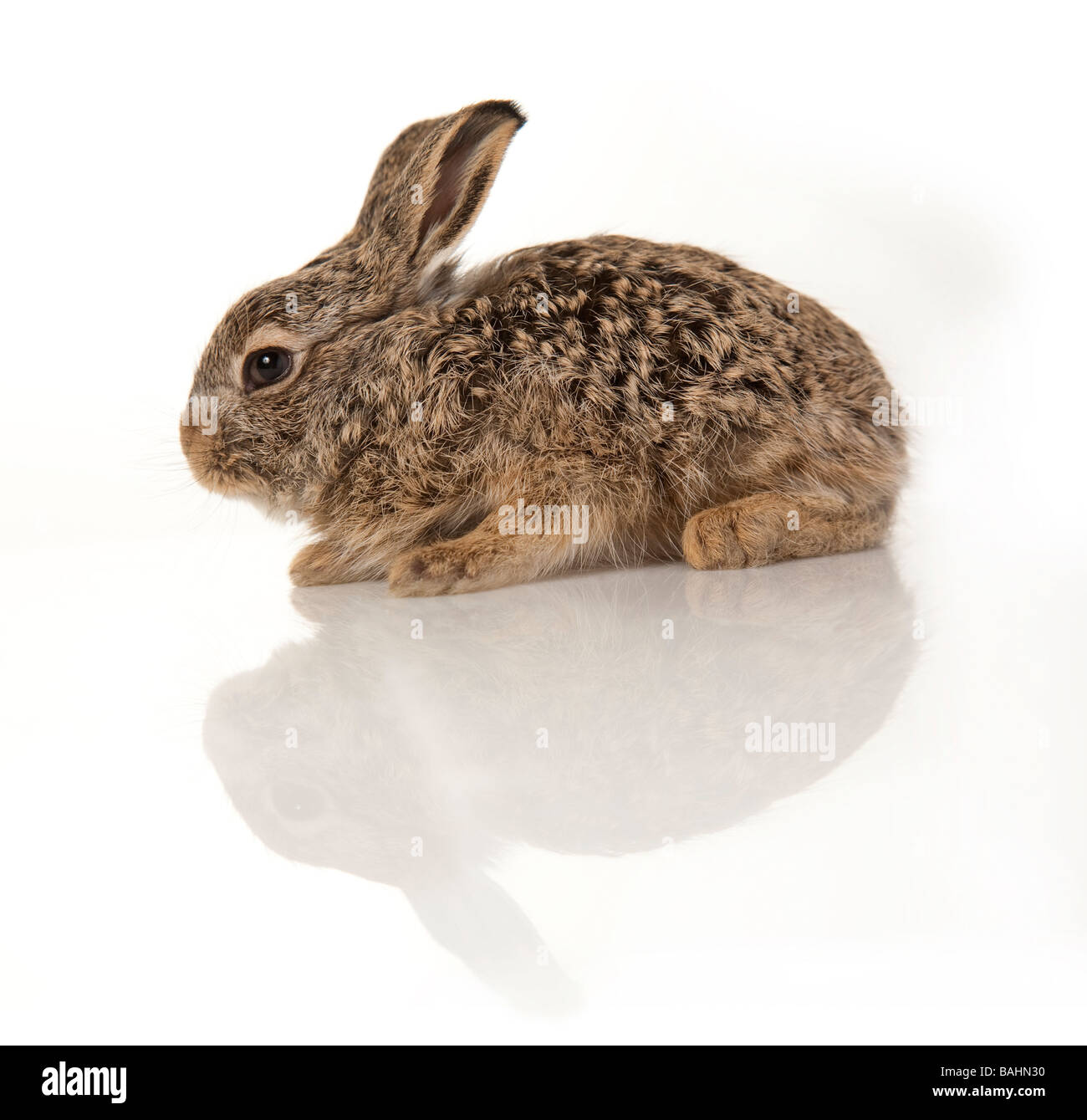 Leah baby hi-res stock photography and images - Alamy