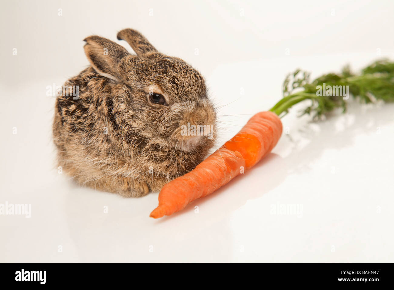 Baby rabbit with carrot Stock Photo - Alamy