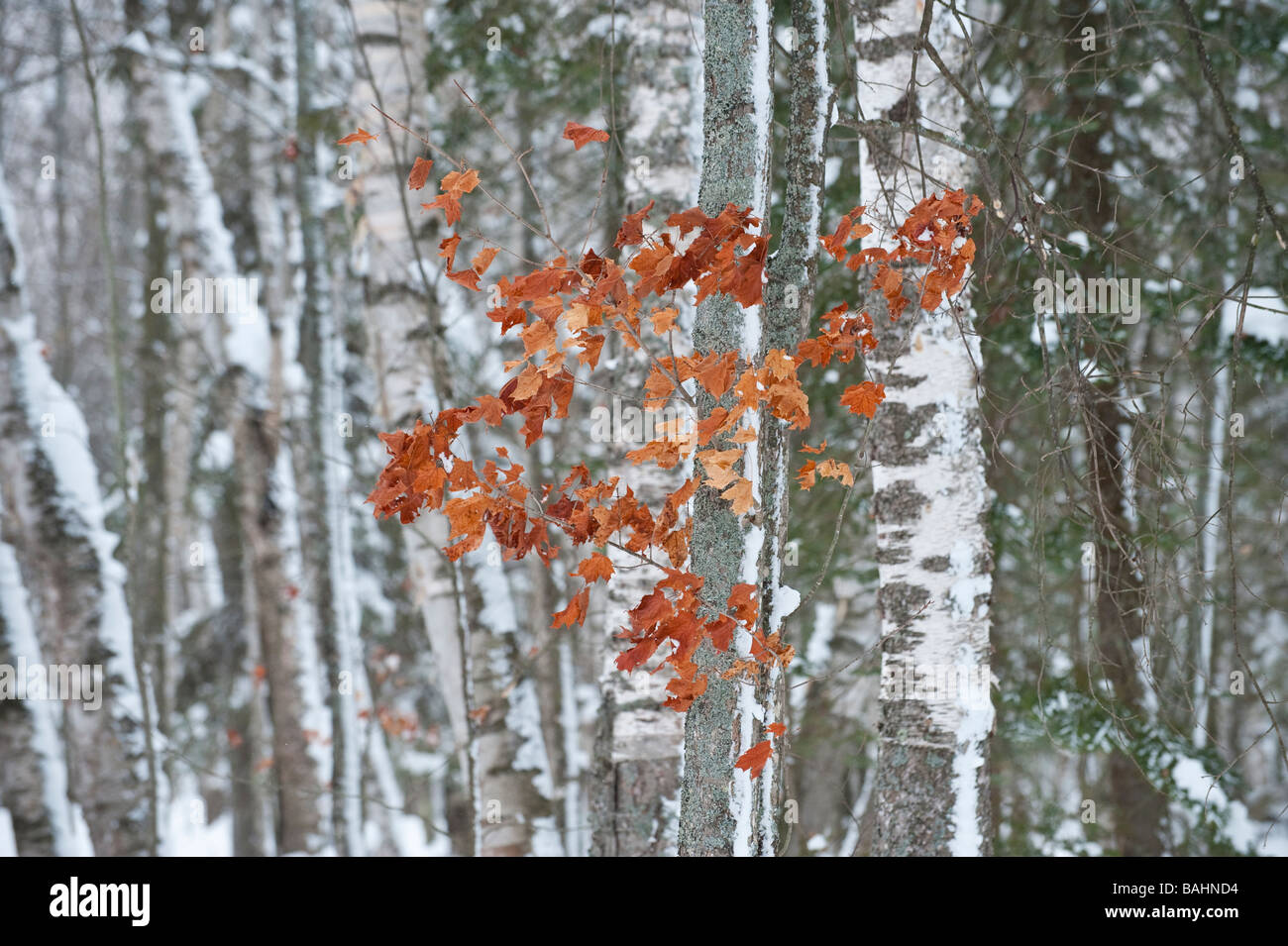 Upper peninsula maple hi-res stock photography and images - Alamy