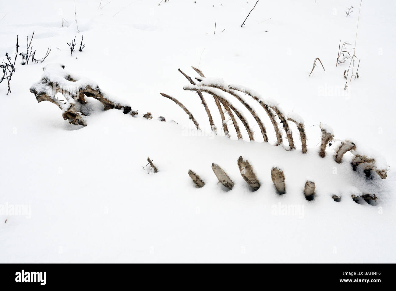 Bones of a deer 09207 Stock Photo - Alamy