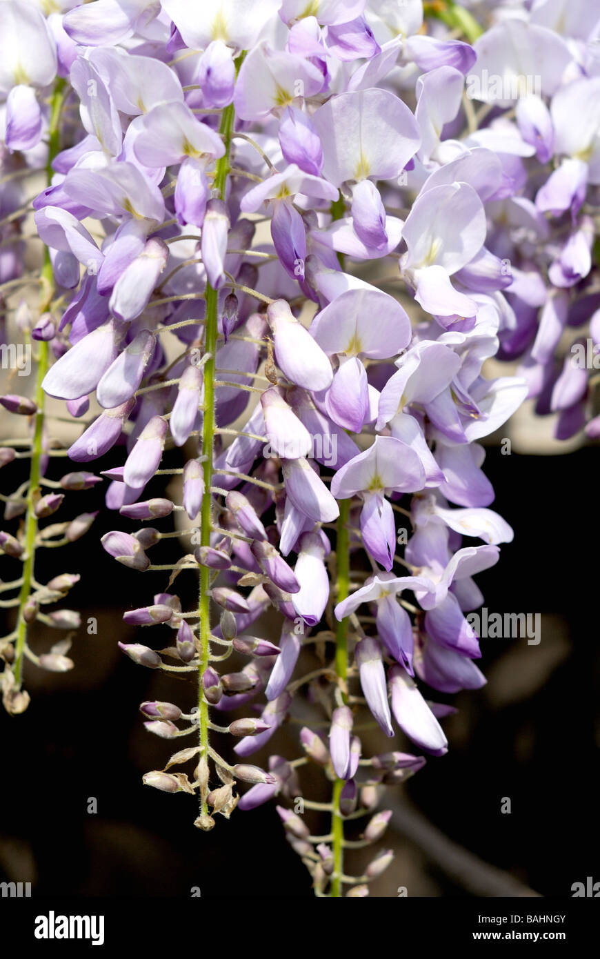 Wisteria raceme racemes hi-res stock photography and images - Alamy