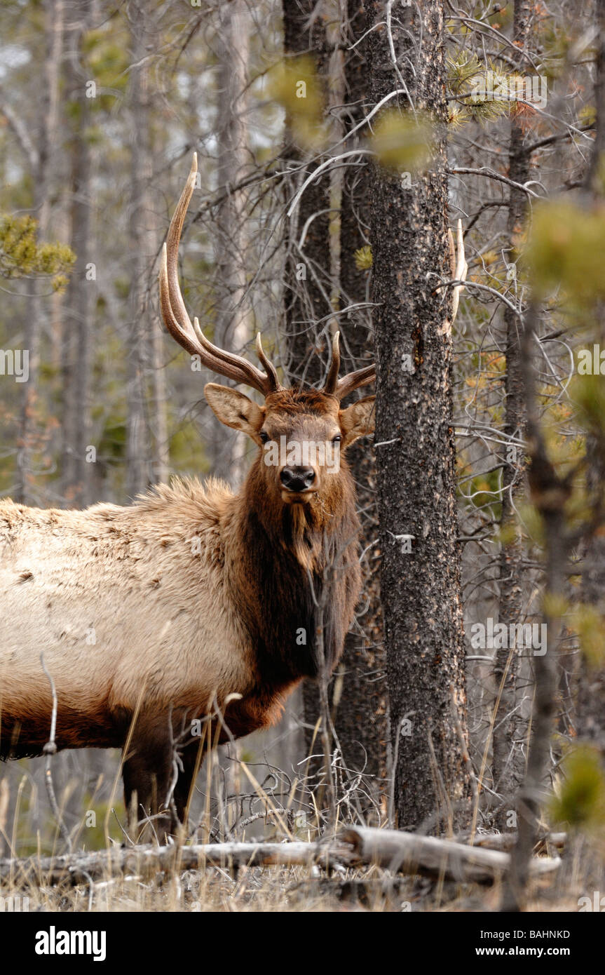 Bull Elk 09231tif Stock Photo - Alamy