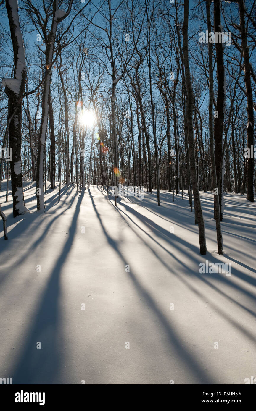 LONG TREE SHADOWS IN THE AFTERNOON Stock Photo - Alamy