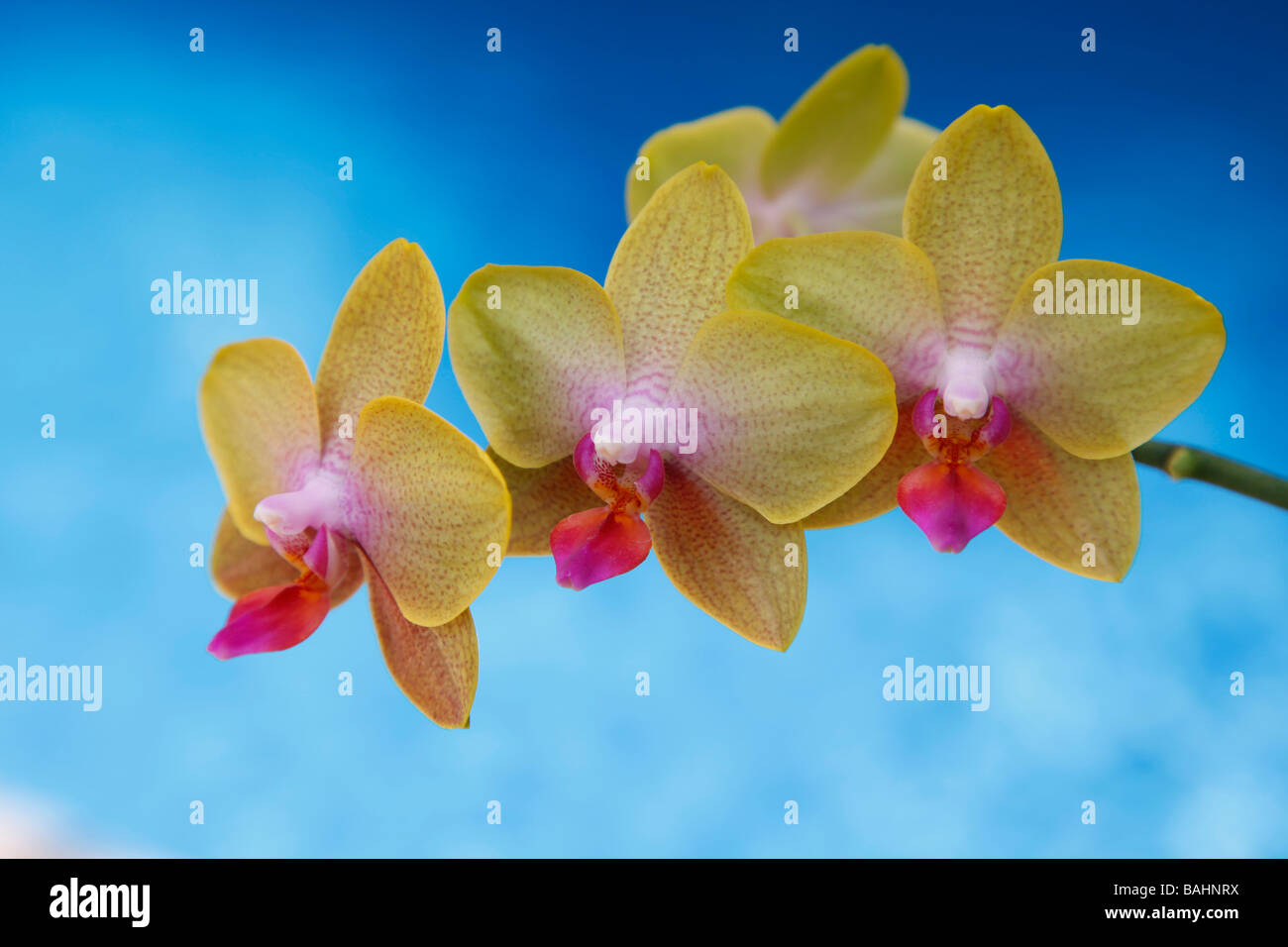 Flowering Orchid on a blue backdrop Stock Photo - Alamy