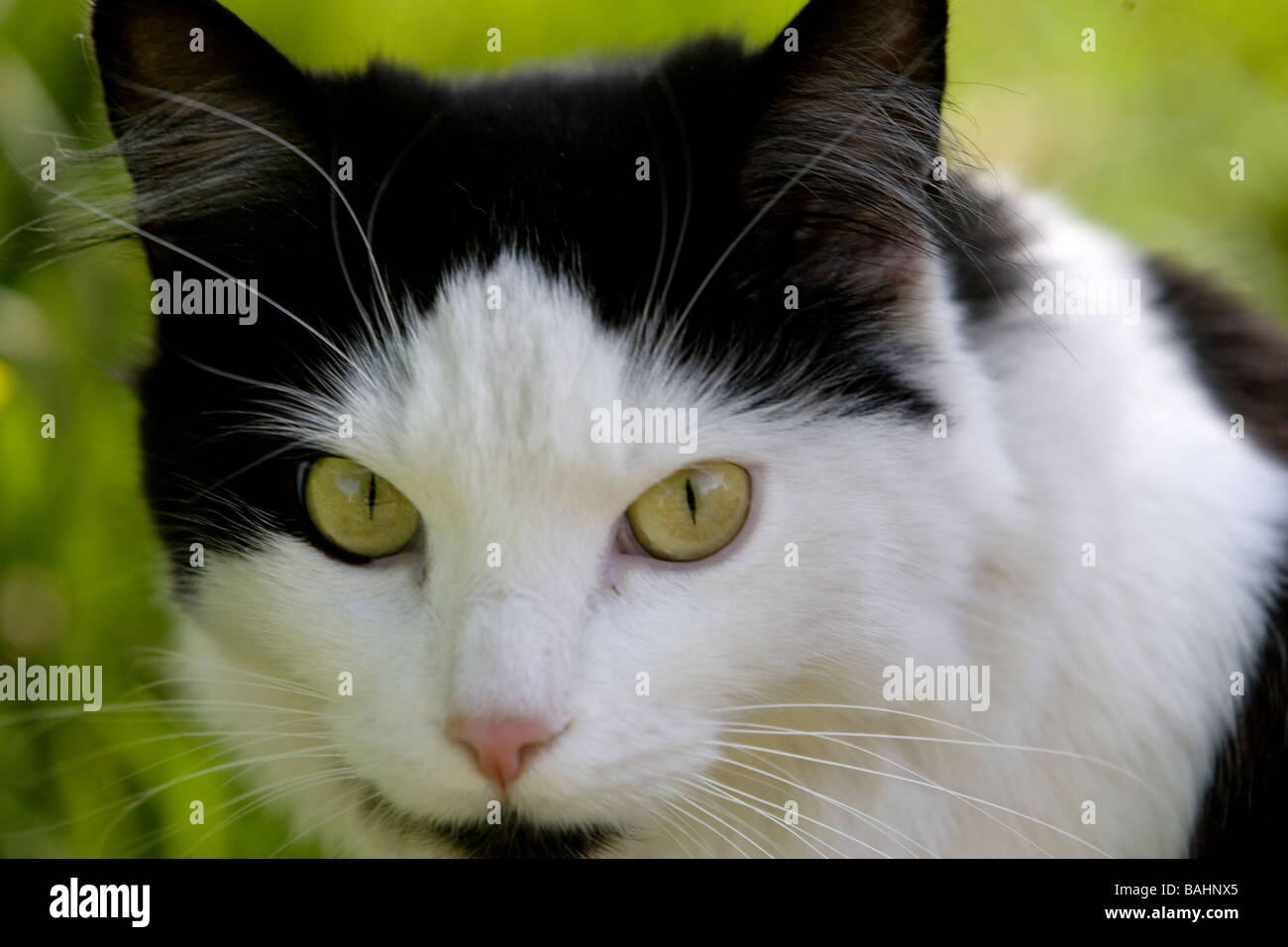 tight crop portrait of a cat Stock Photo - Alamy