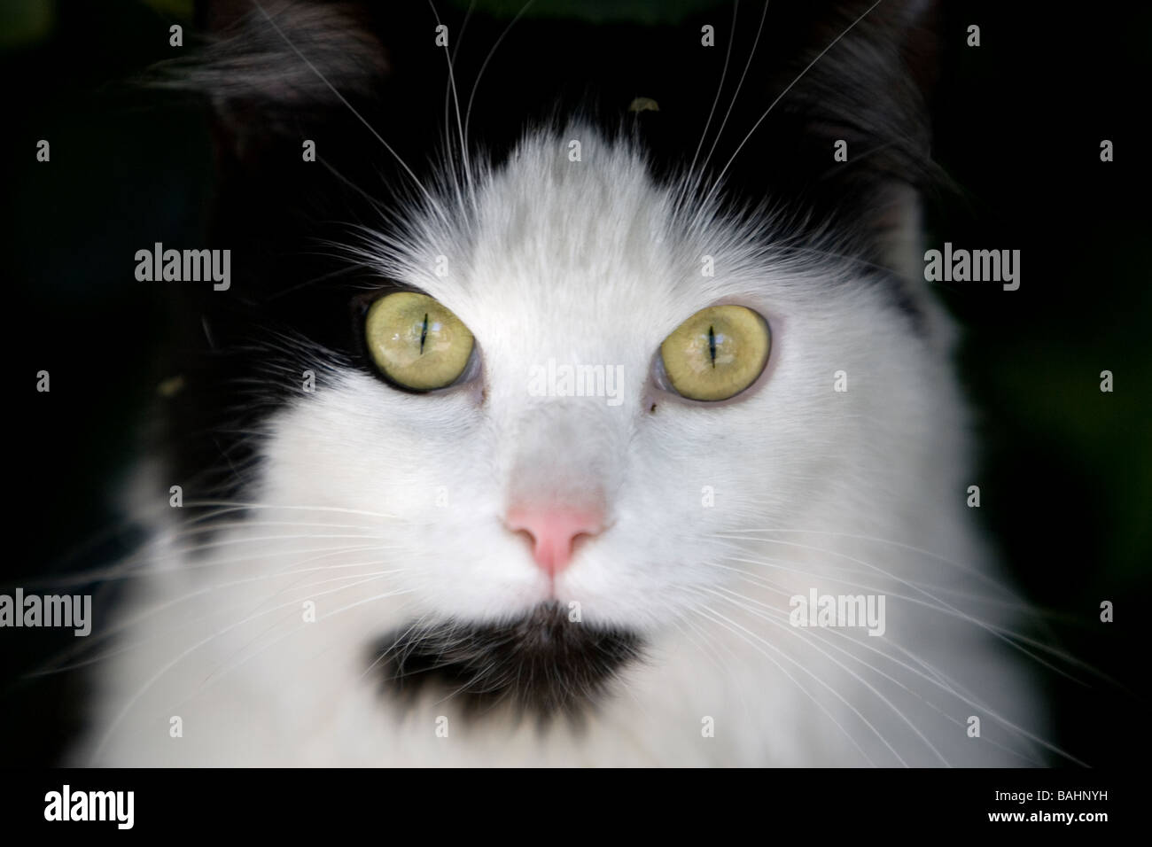 Cat with a contemplative face hi-res stock photography and images - Alamy