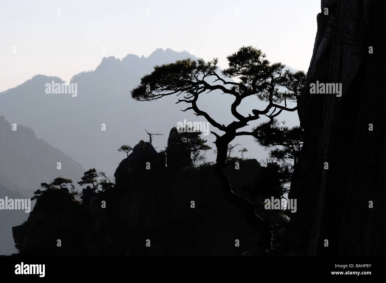 Pine tree growing out of granite mountainside, Huangshan, Yellow ...