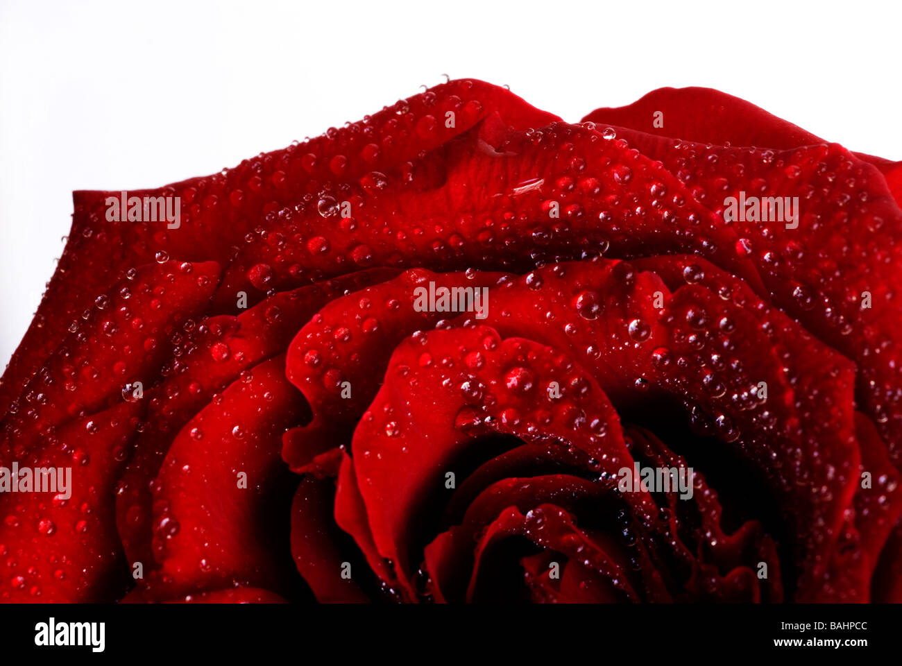 a red rose with water drops, close up Stock Photo - Alamy