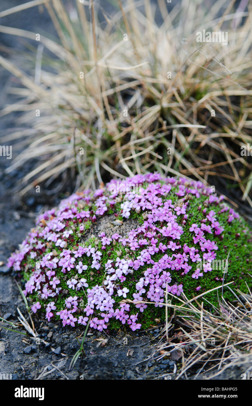 Moss Campion Adaptations
