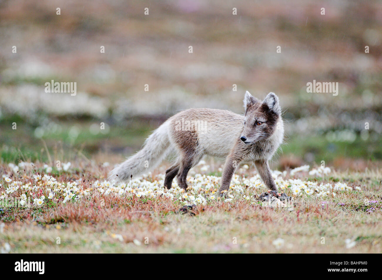 Svalbard economy hi-res stock photography and images - Alamy