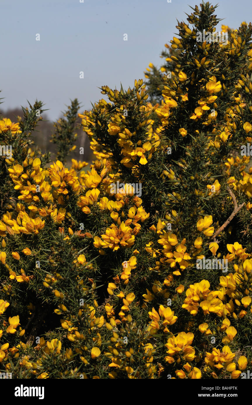 Prickly gorse hi-res stock photography and images - Alamy