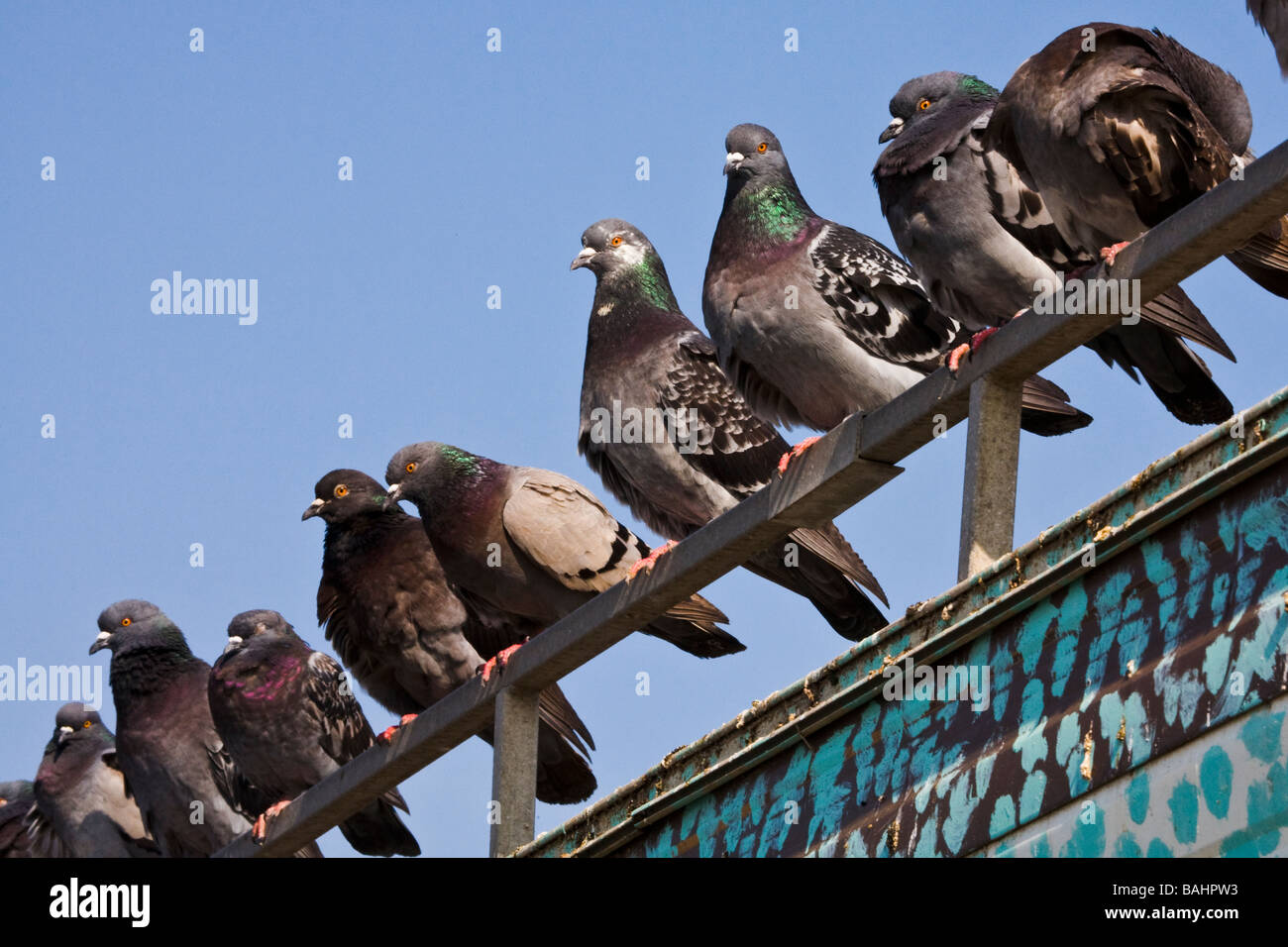 Crowd of pigeons Venice Beach Los Angeles County California Unites ...