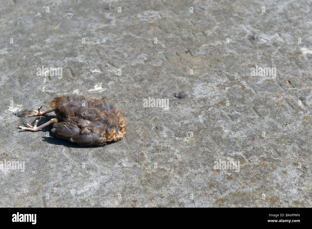Spring in Hampstead Village dead bird on grave in Saint John - at ...