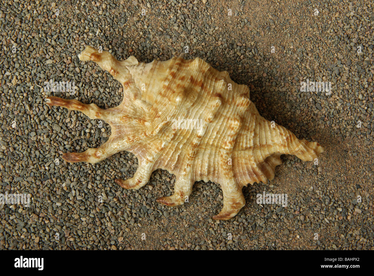 The scorpion conch - Lambis scorpius Stock Photo - Alamy