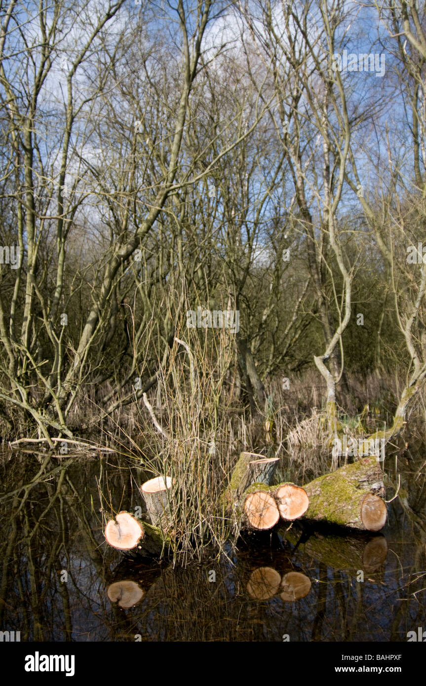 Tree marsh hi-res stock photography and images - Alamy
