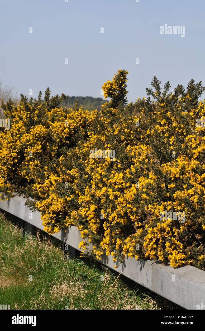 Gorse at a Roadside Stock Photo - Alamy