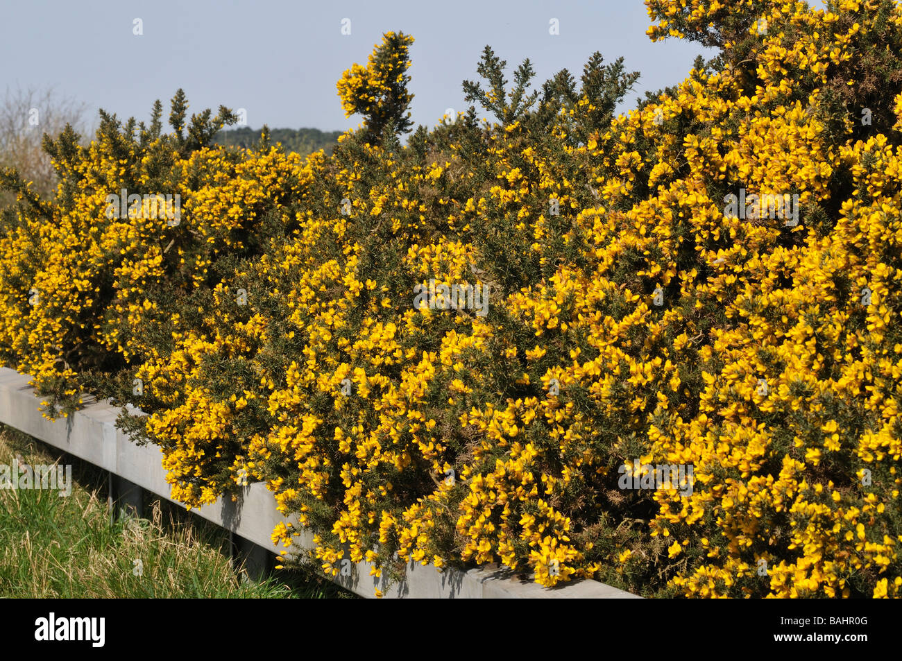 Gorse at a Roadside Stock Photo - Alamy