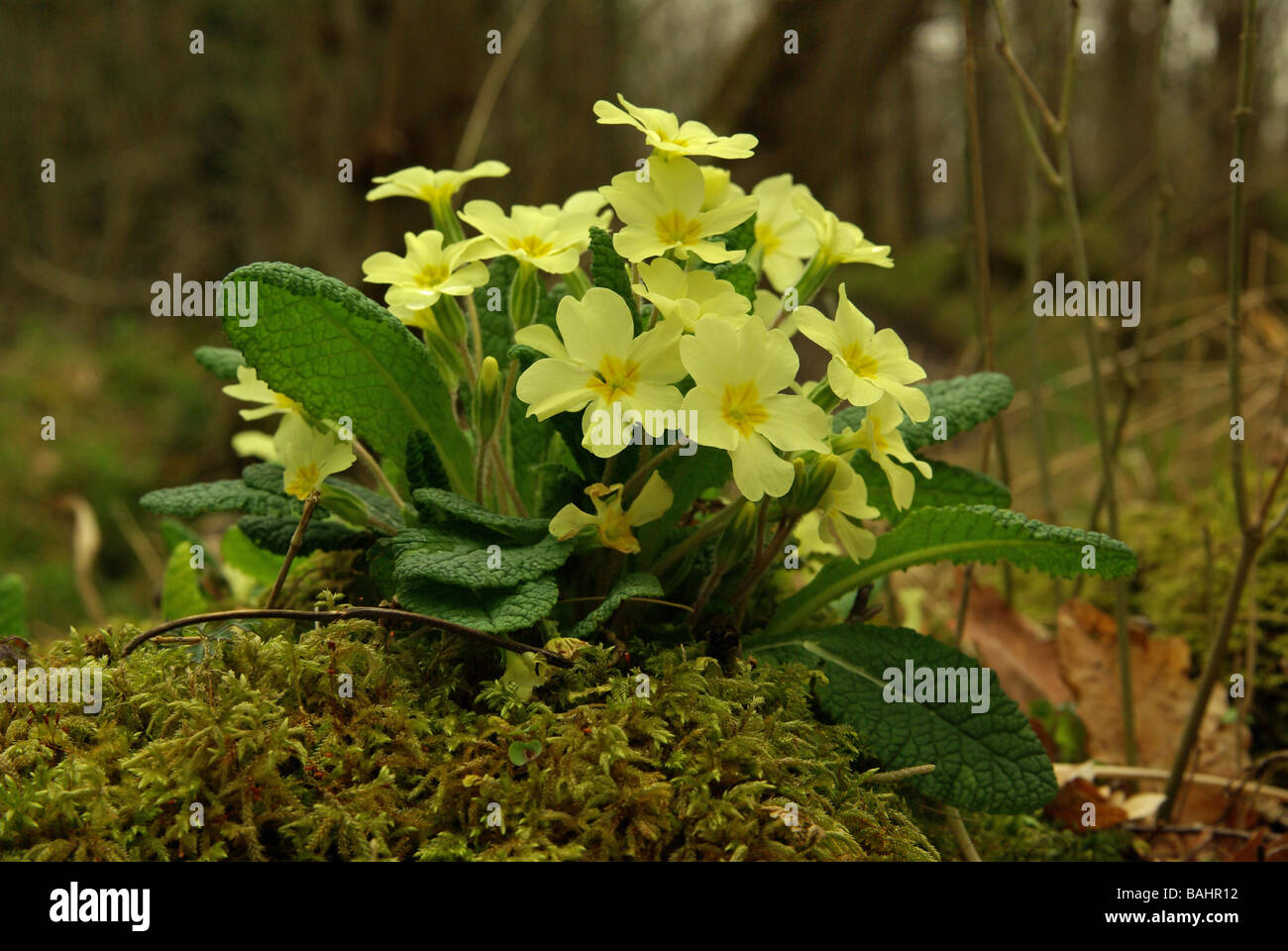 Wild primroses - Primula vulgaris Stock Photo - Alamy