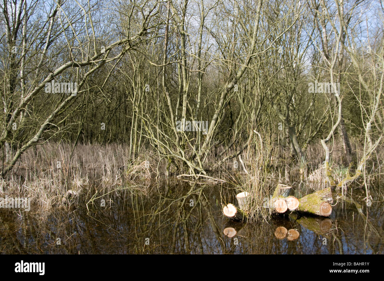 Habitat conservation work hi-res stock photography and images - Alamy