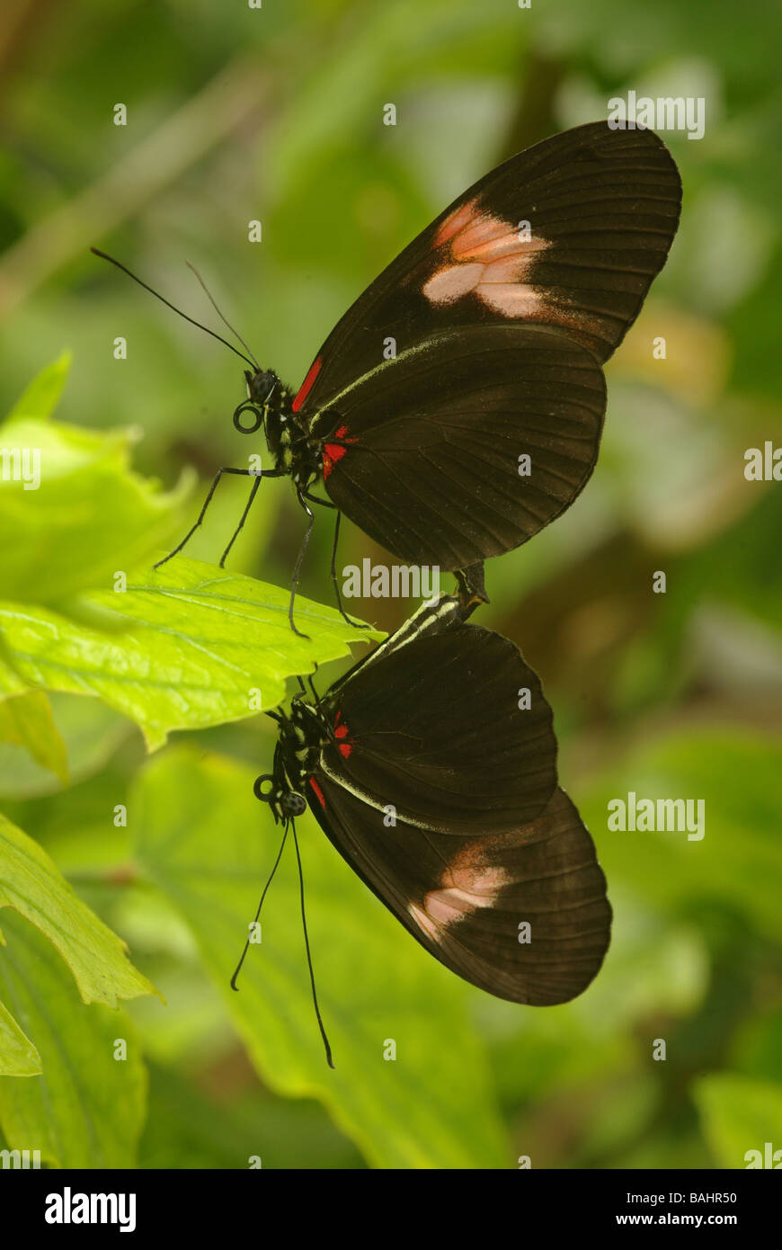 Postman butterfly heliconius melpomene hi-res stock photography and ...