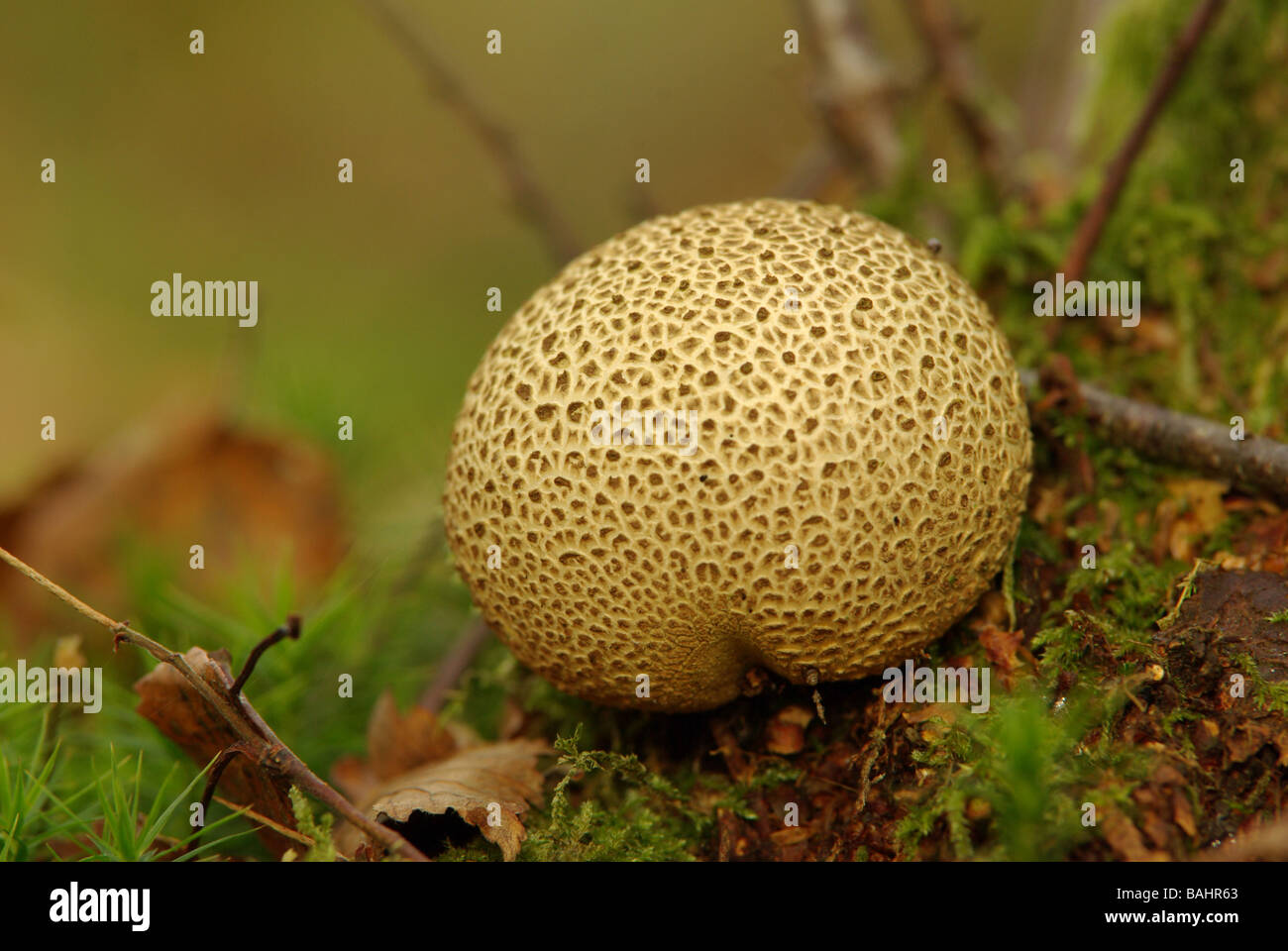 A puffball - Scleroderma aurantium Stock Photo - Alamy