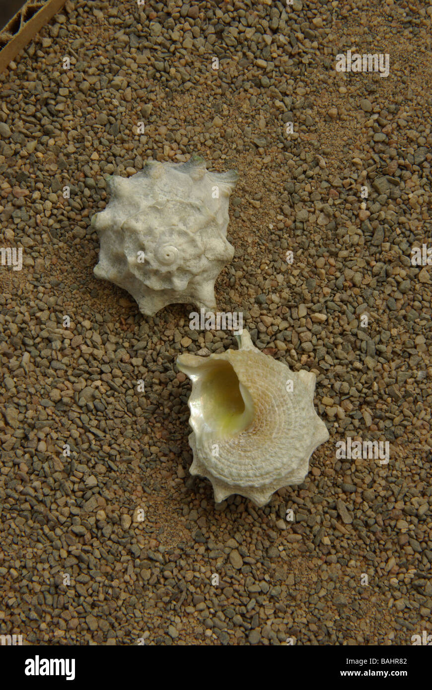 Calcar hi-res stock photography and images - Alamy