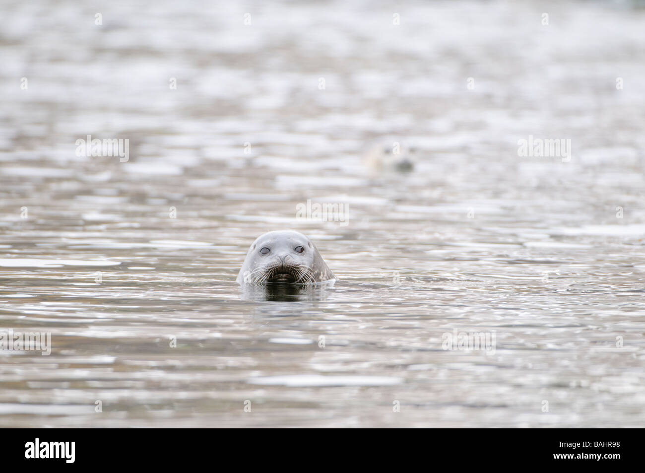 Common Seal colony in Prince Karl land Svalbard Stock Photo - Alamy