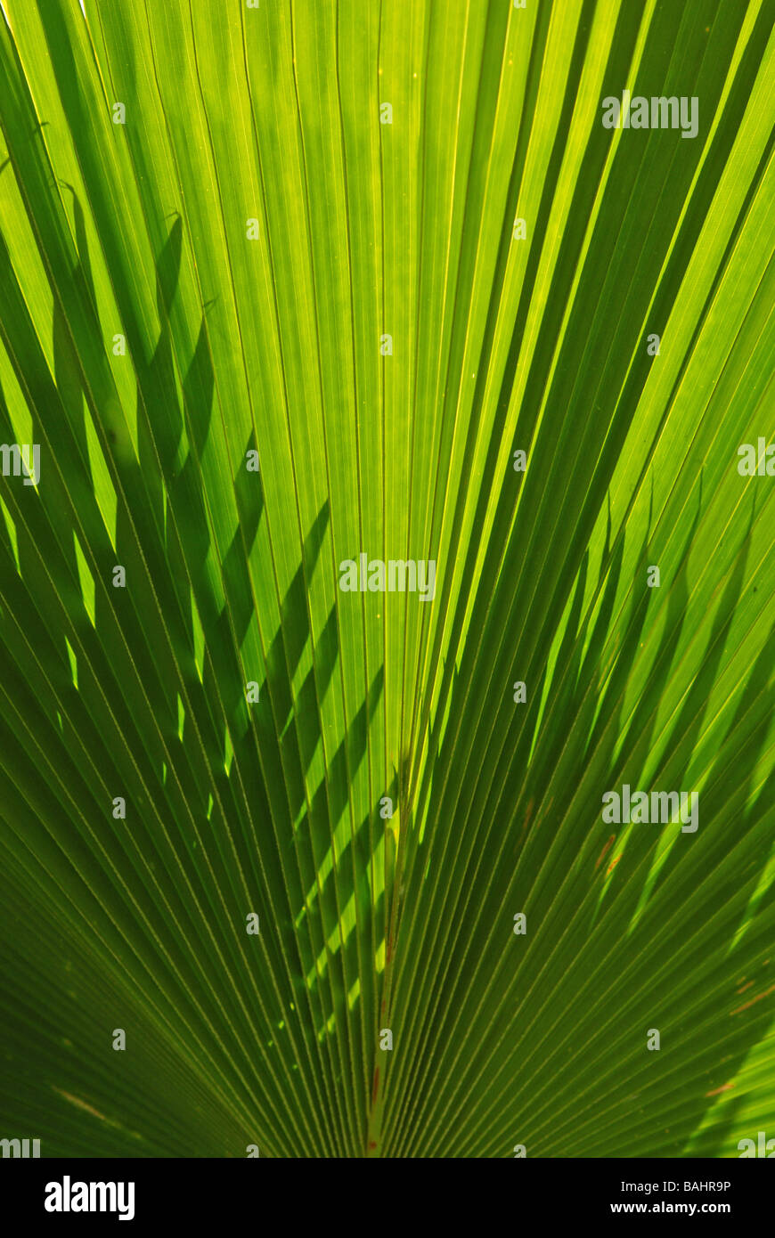 Ruffle palm hi-res stock photography and images - Alamy