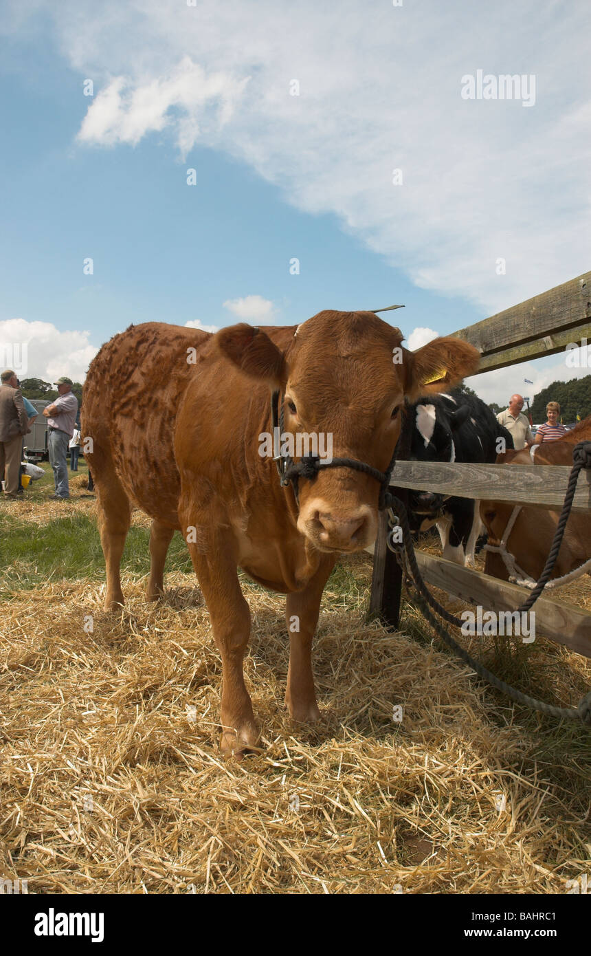 Ryedale show hi-res stock photography and images - Alamy