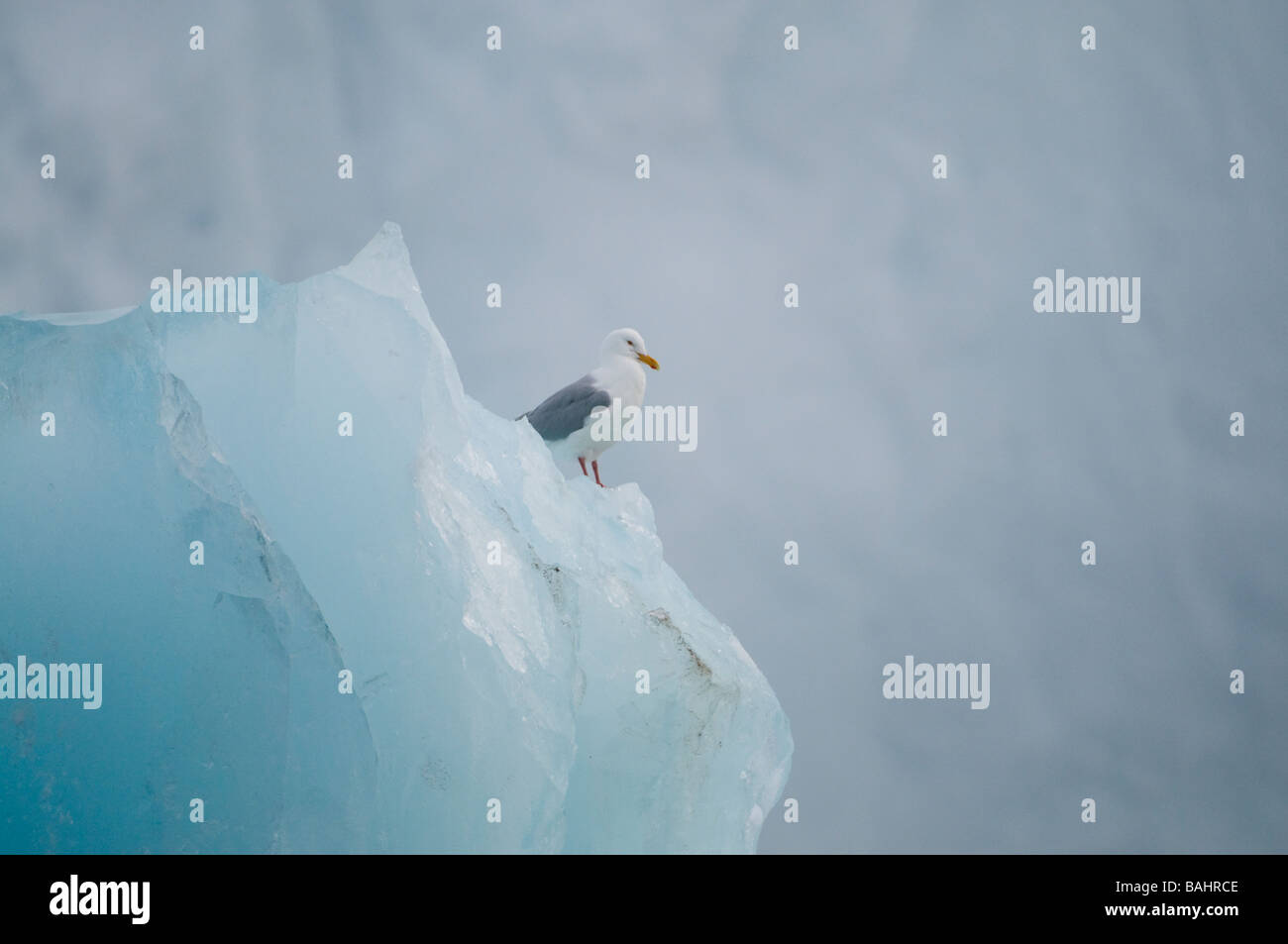 Svalbard bird iceberg hi-res stock photography and images - Alamy