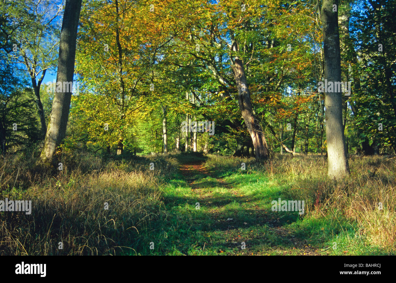 Path through autumn trees Stock Photo - Alamy