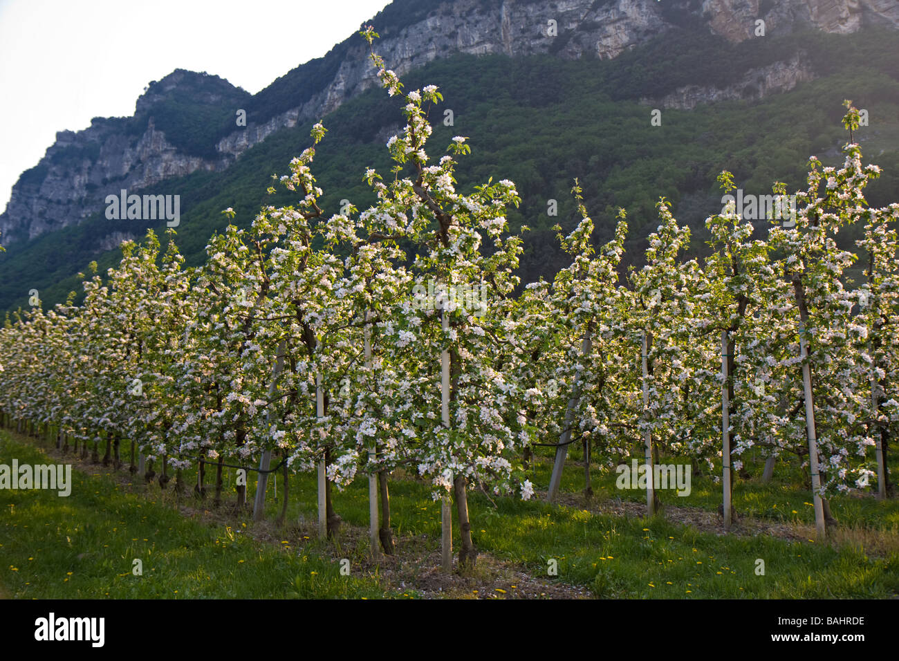 apple trees in bloom at garda lake in italy Stock Photo - Alamy
