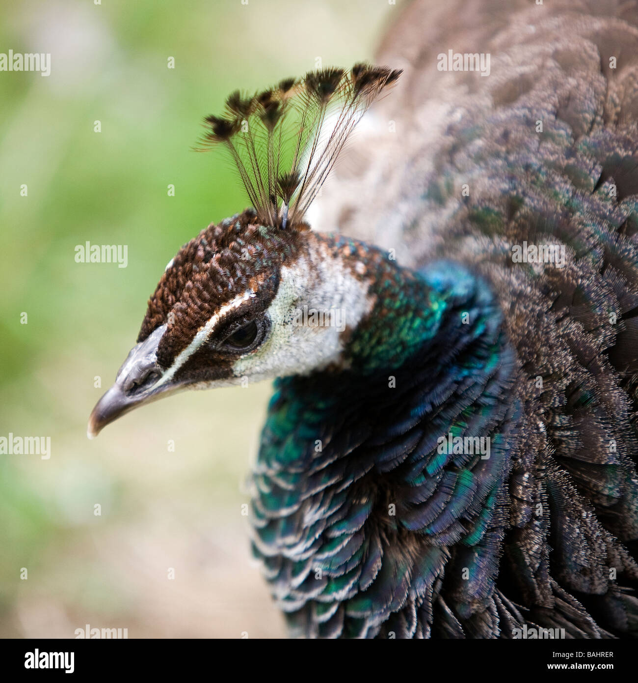 Head of a female peafowl at Knowsley Safari Park Prescot Merseyside ...