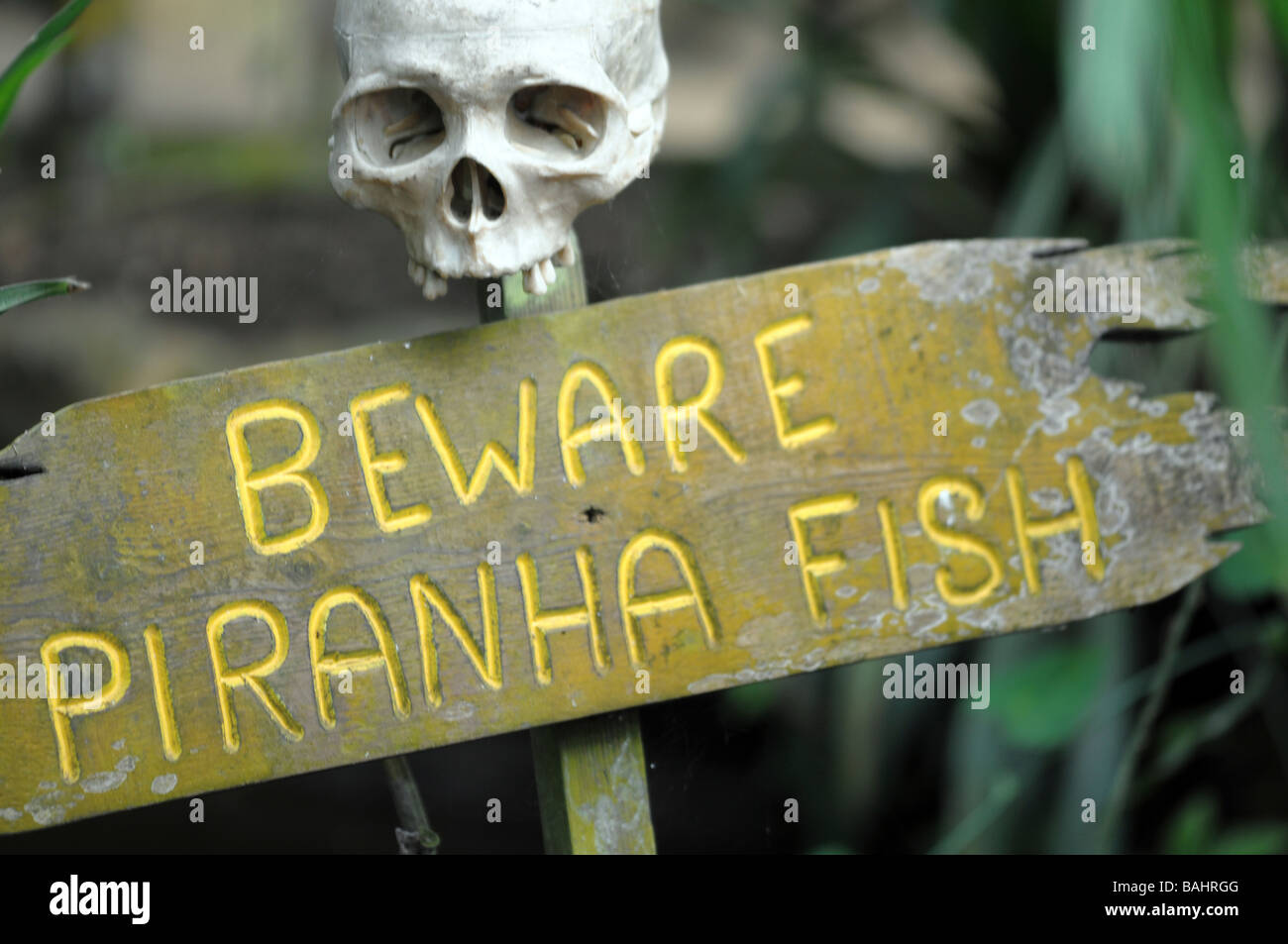 Sign saying Beware Piranha Fish, with skull Stock Photo - Alamy