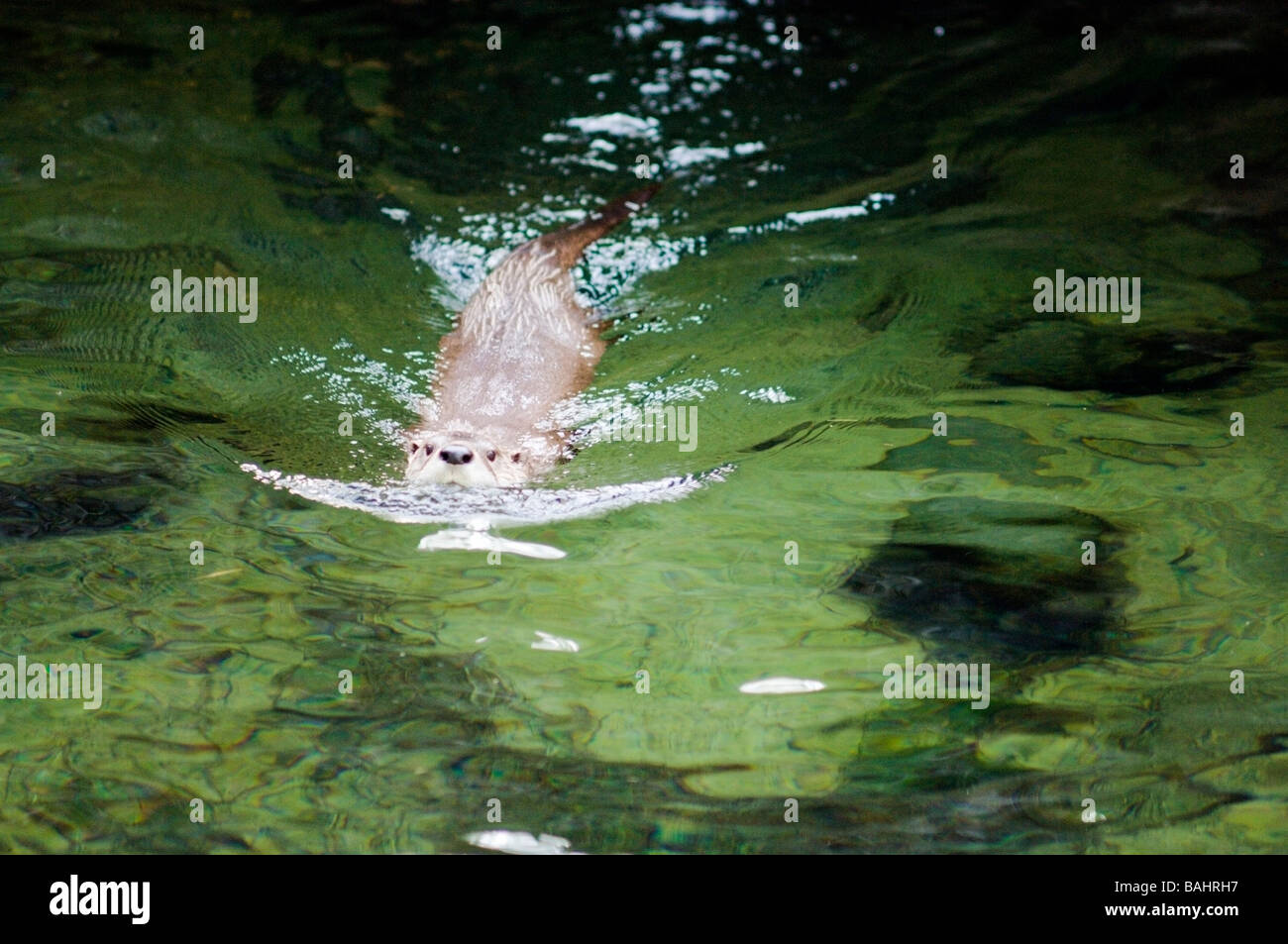 North american desert animals water hi-res stock photography and images ...