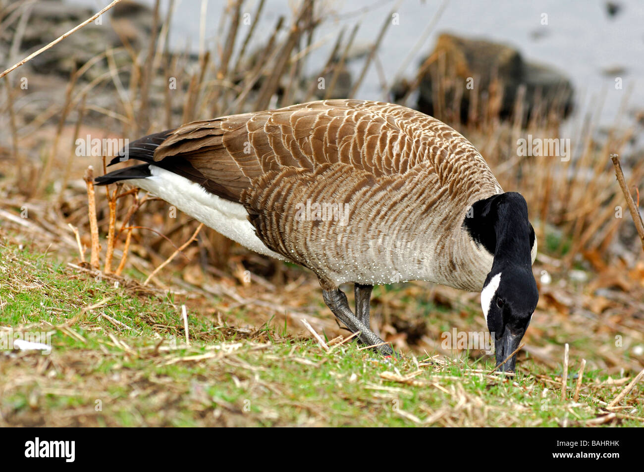 Massachusetts fauna hi-res stock photography and images - Alamy