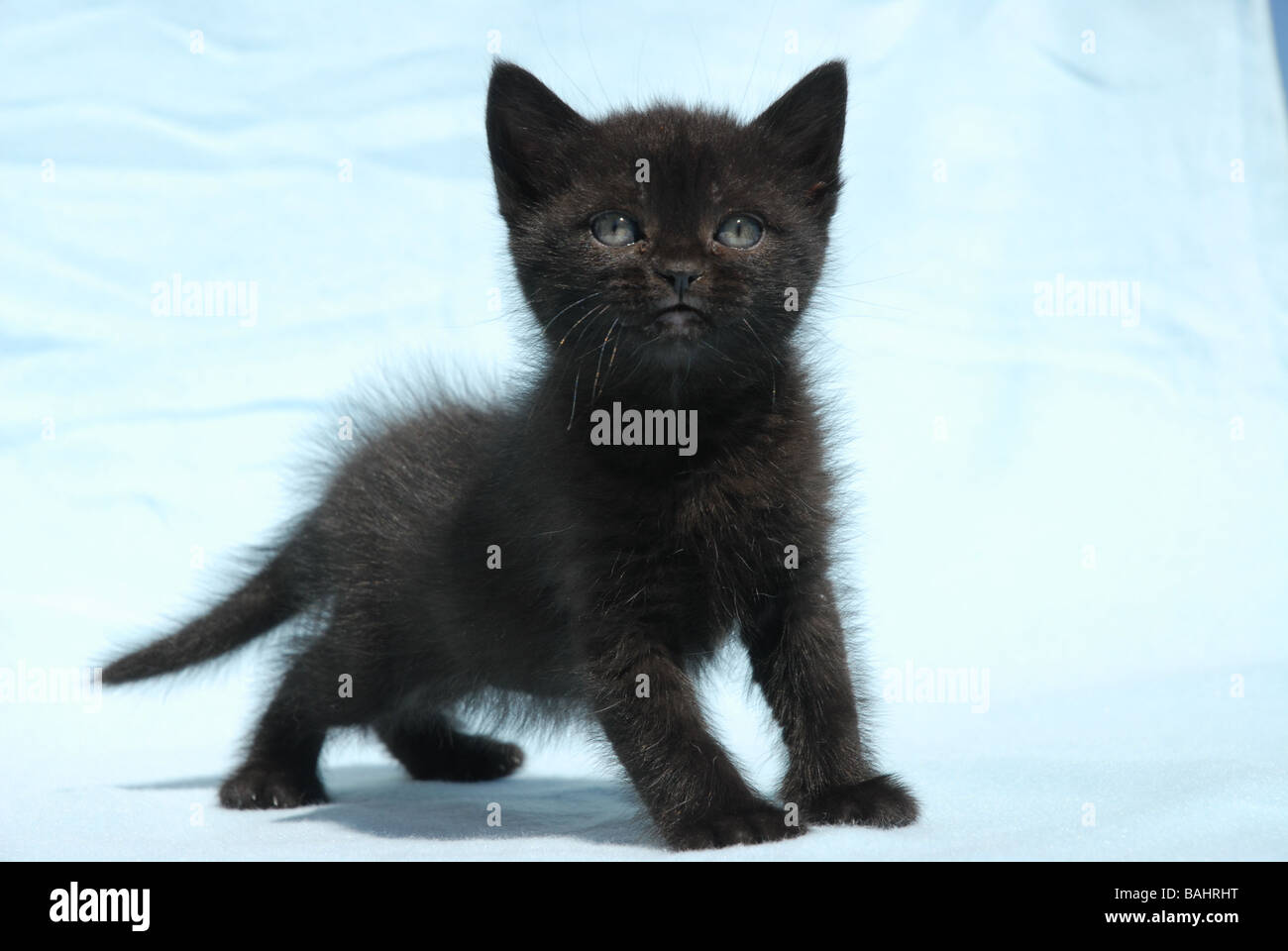 Black kitten hi-res stock photography and images - Alamy
