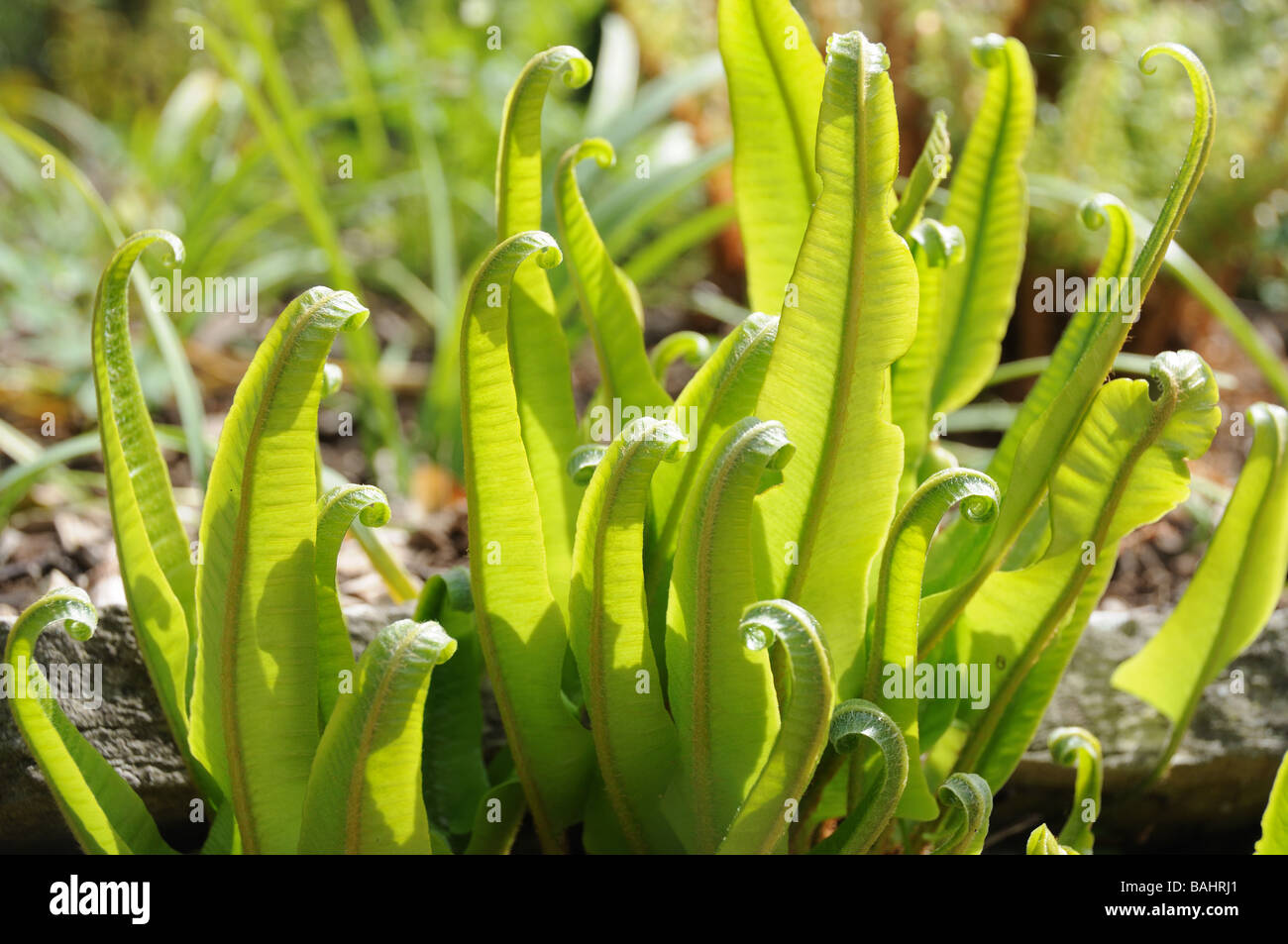 Asplenium ferns hi-res stock photography and images - Alamy